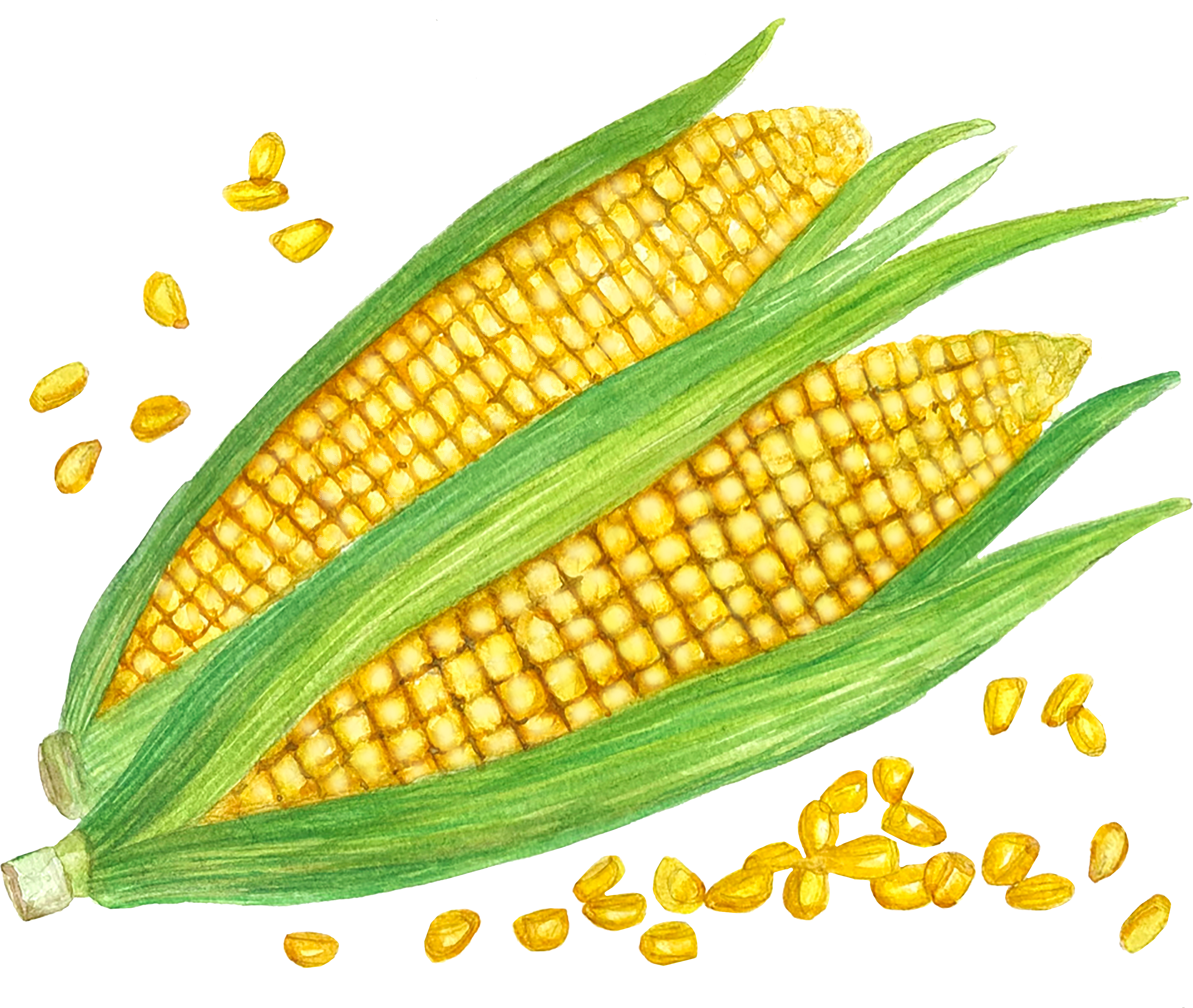 Harvest Corn Clip Art